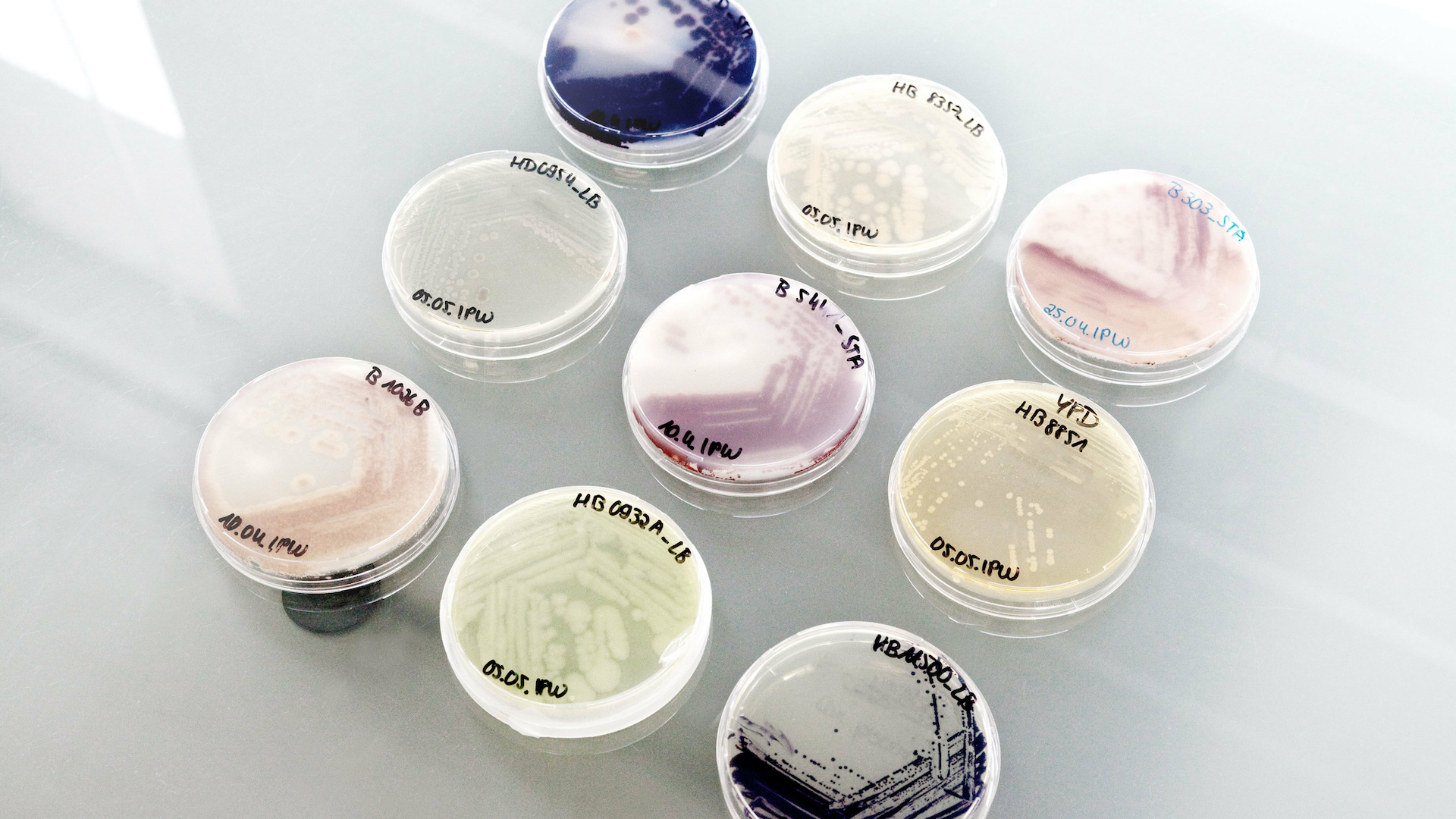 Umbau bei BRAIN und Ausgründung im CRISPR-Feld