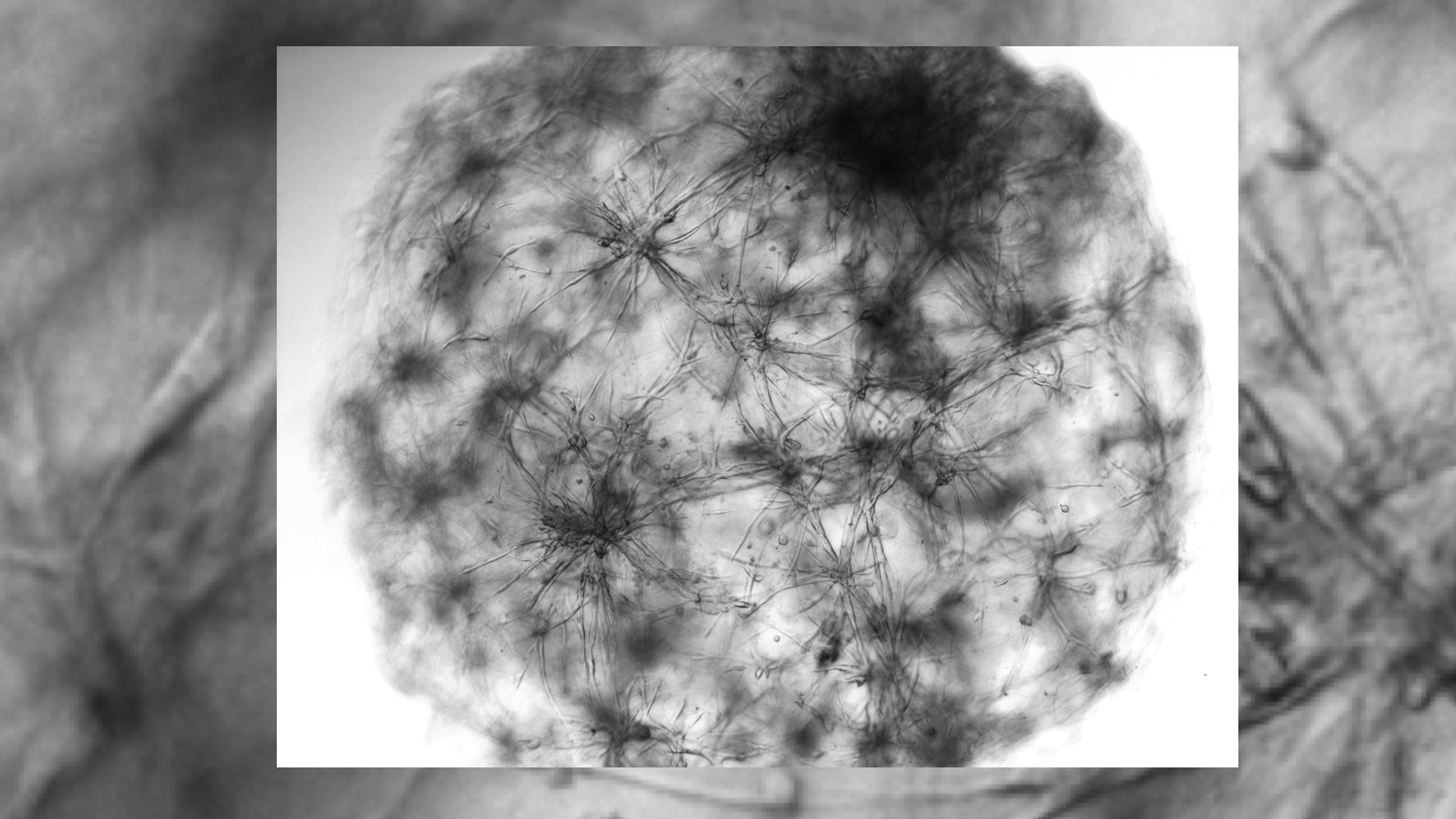 Cellphenomics: Zusammenarbeit in Singapur mit Kyan Technologies